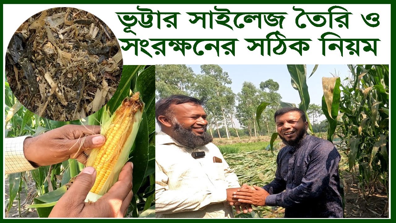 ভূট্টা দিয়ে কিভাবে গো খাদ্য সাইলেজ তৈরি করবেন। Krishi o Krishok - YouTube
