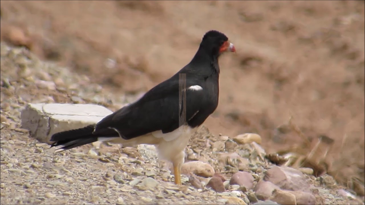 Matamico andino (Phalcoboenus megalopterus). - YouTube