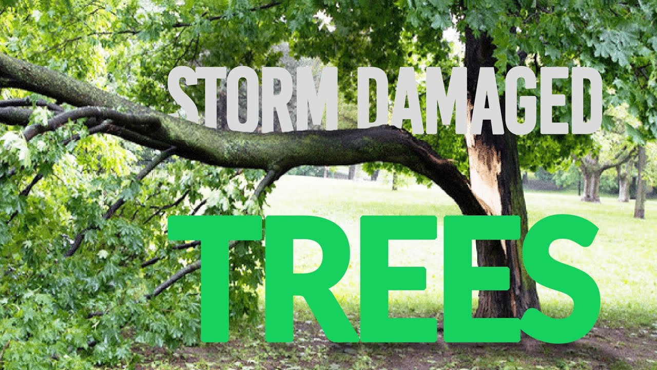 Storm Damaged Trees - YouTube