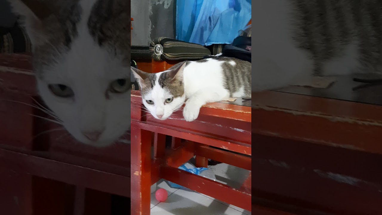 Kucing malas - YouTube