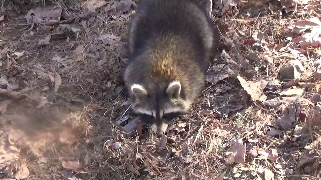 West Virginia Trapping- 1st coon of the season Caught in a Z Trap - YouTube