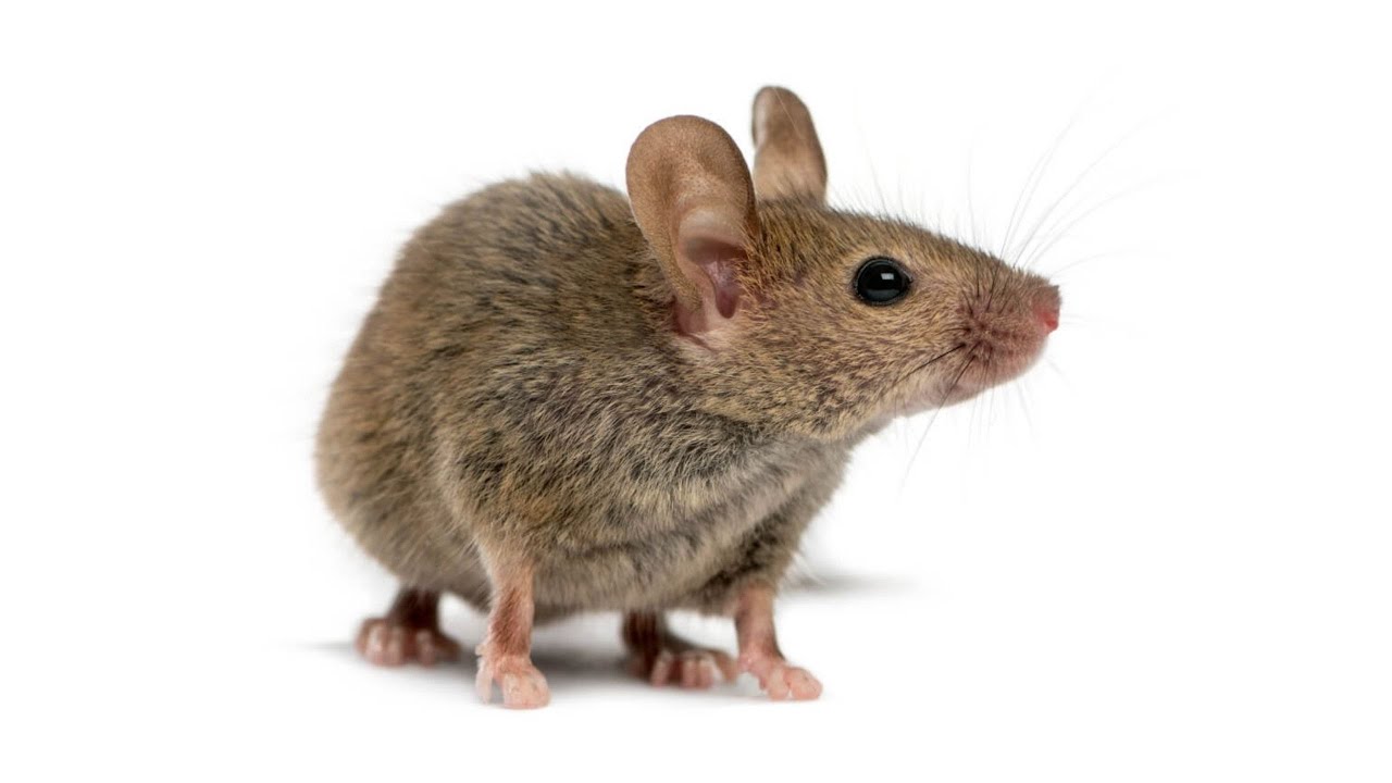 🐭Juegos de Ratones para Gatos [VIDEOS PARA GATOS]🐈 - YouTube