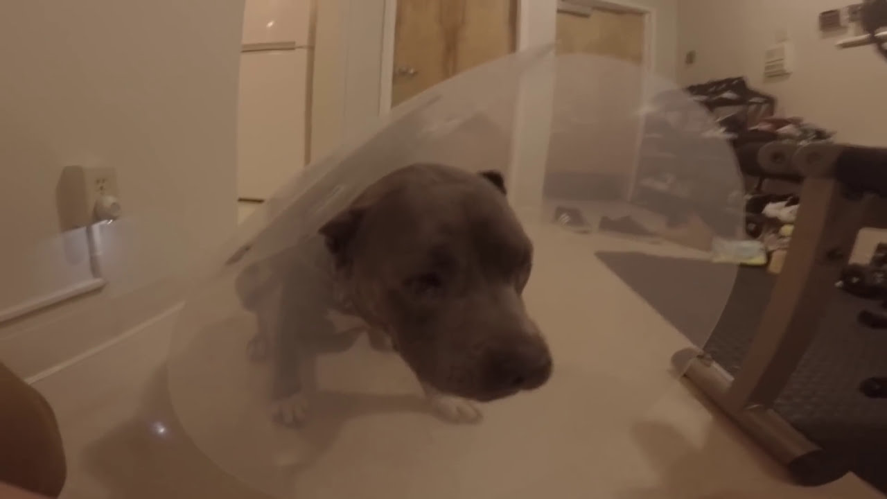 Rescued pit bull moves into her new home - YouTube