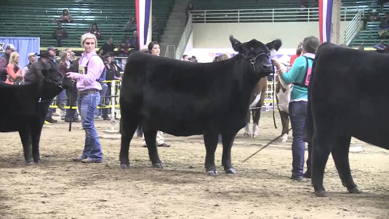 NWSS 2014: Junior Angus Heifer Show - YouTube