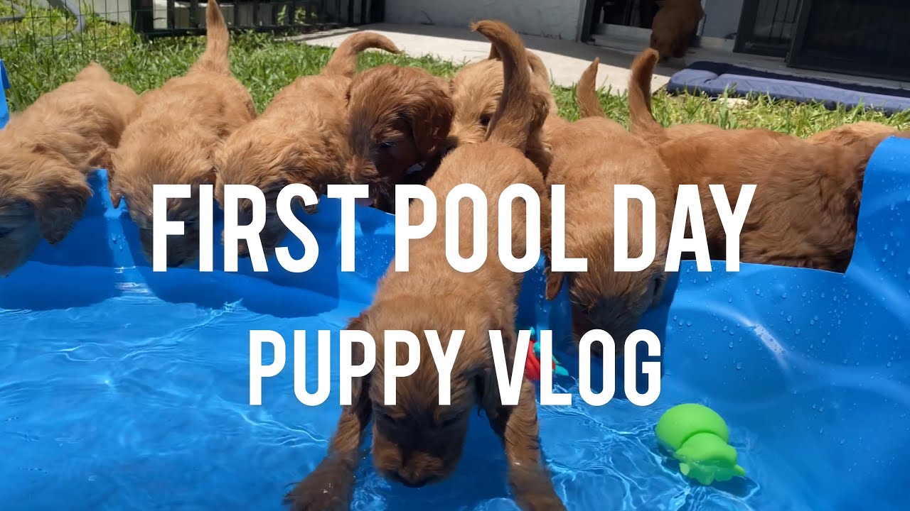 PUPPY VLOG - Puppies first pool day! - YouTube