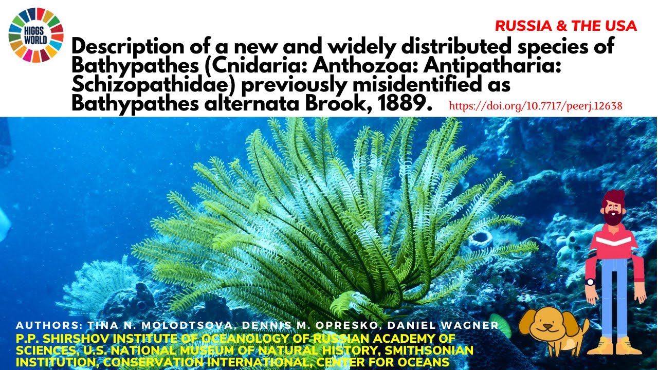 New species of Bathypathes - Science News and Research News - YouTube