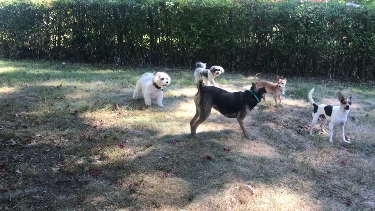 Dog play -- five dogs playing nicely together - YouTube