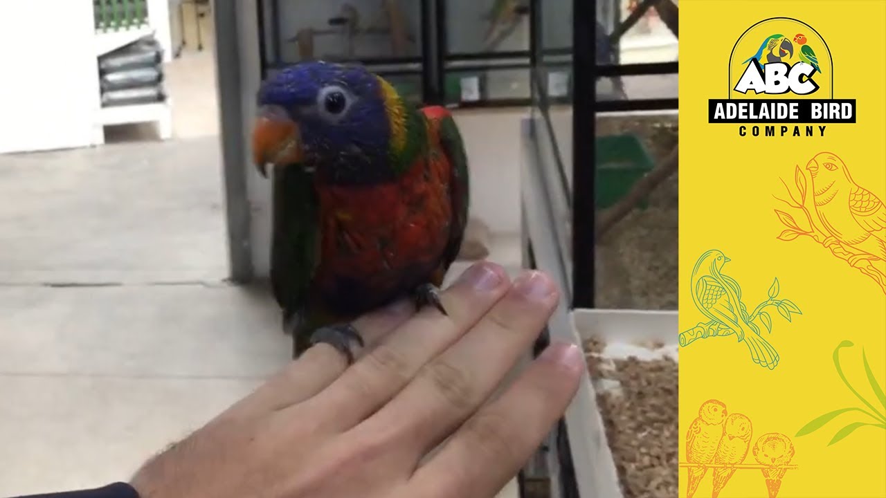 Hand Reared Parrots Adelaide | Adelaide Bird Co - YouTube