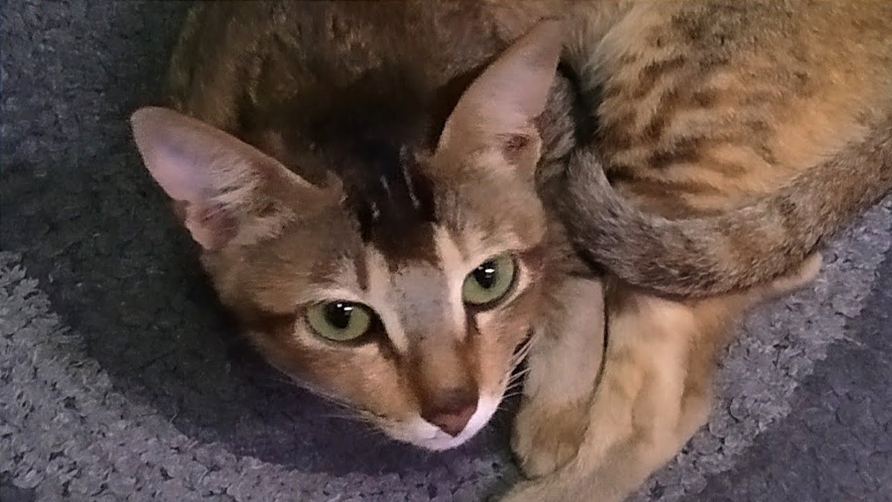 Cute Cat 🐈Sleeping Style | Meow ki Duniya - YouTube