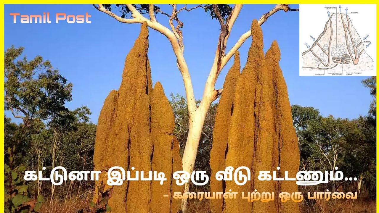 Karaiyan putru | கரையான் புற்று | Termite's Architecture | Tamil Post ...