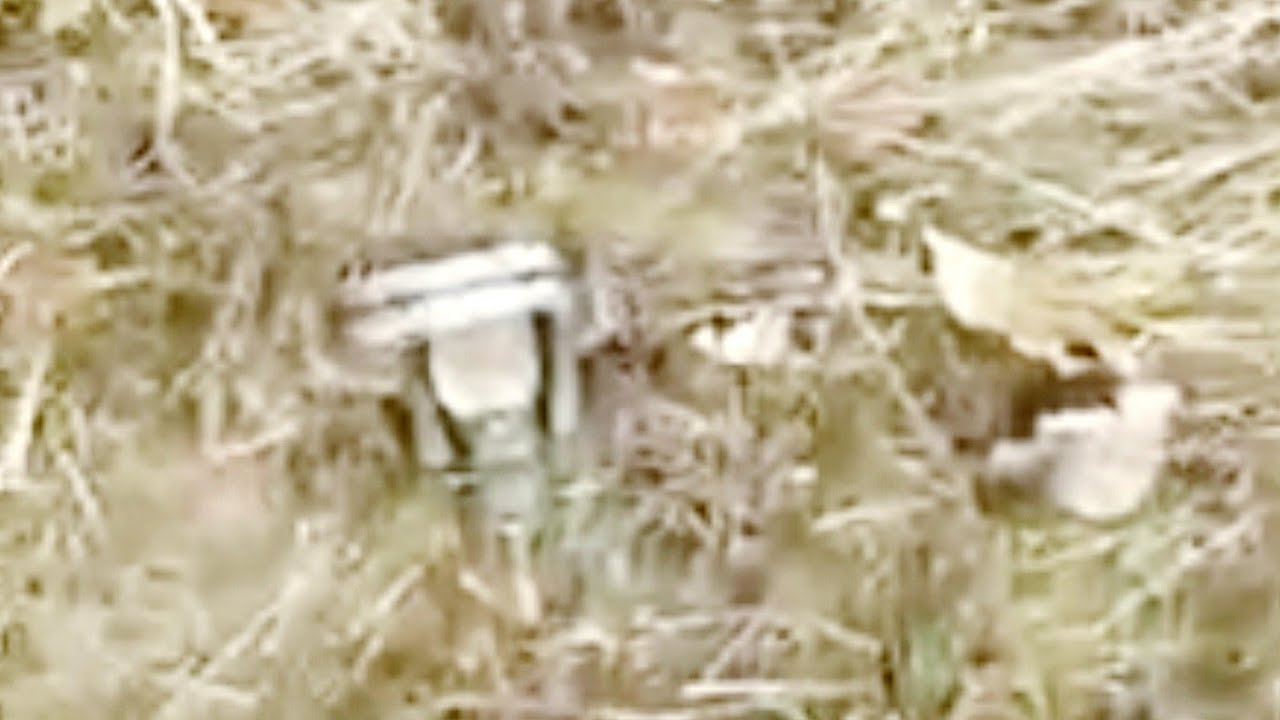 Check my traps. Trying to learn how to become a trapper. - YouTube