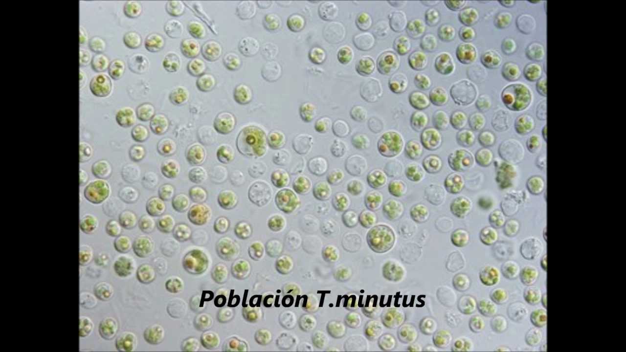 ciclo de trichydiscus minutus (clase Eustigmatophyceae.) - YouTube