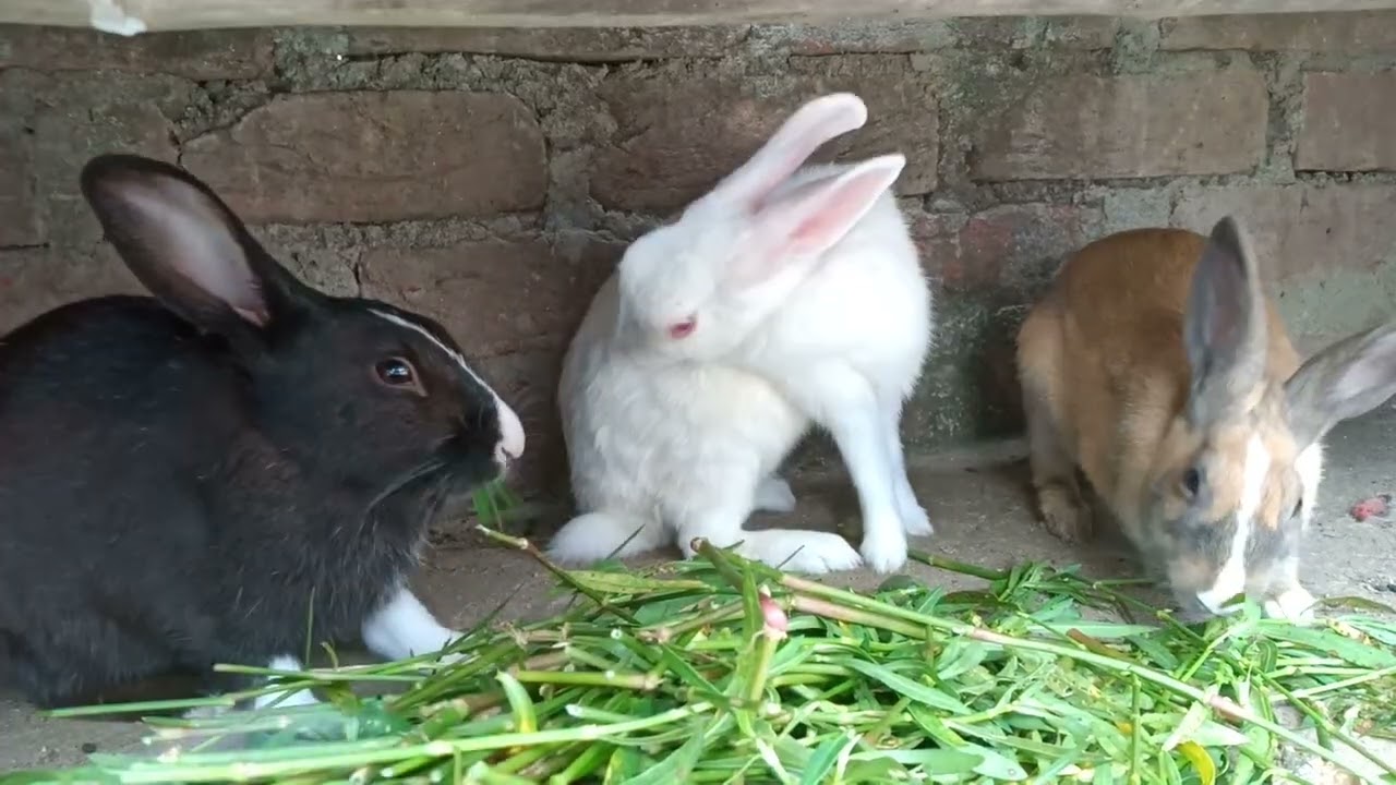 ini , mini , tiny , mo - YouTube