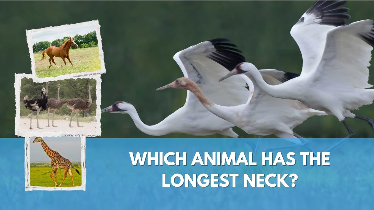 Which Animal Has the Longest Neck? - YouTube