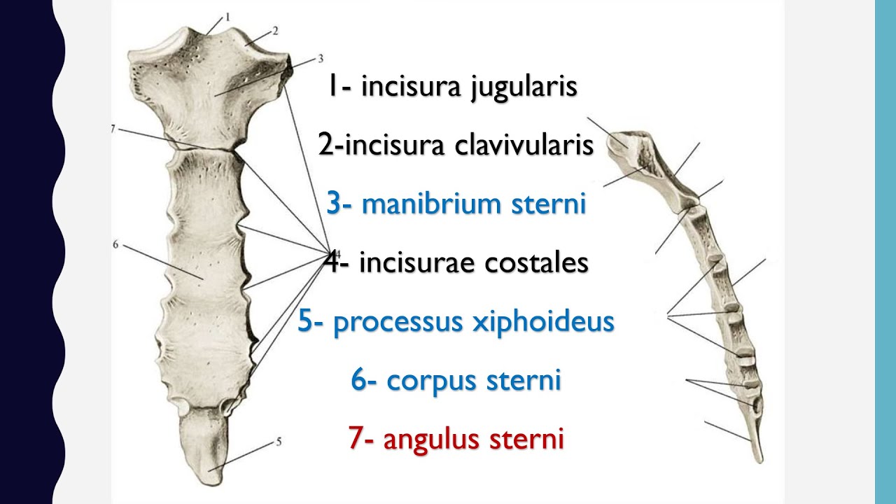 sternum - YouTube