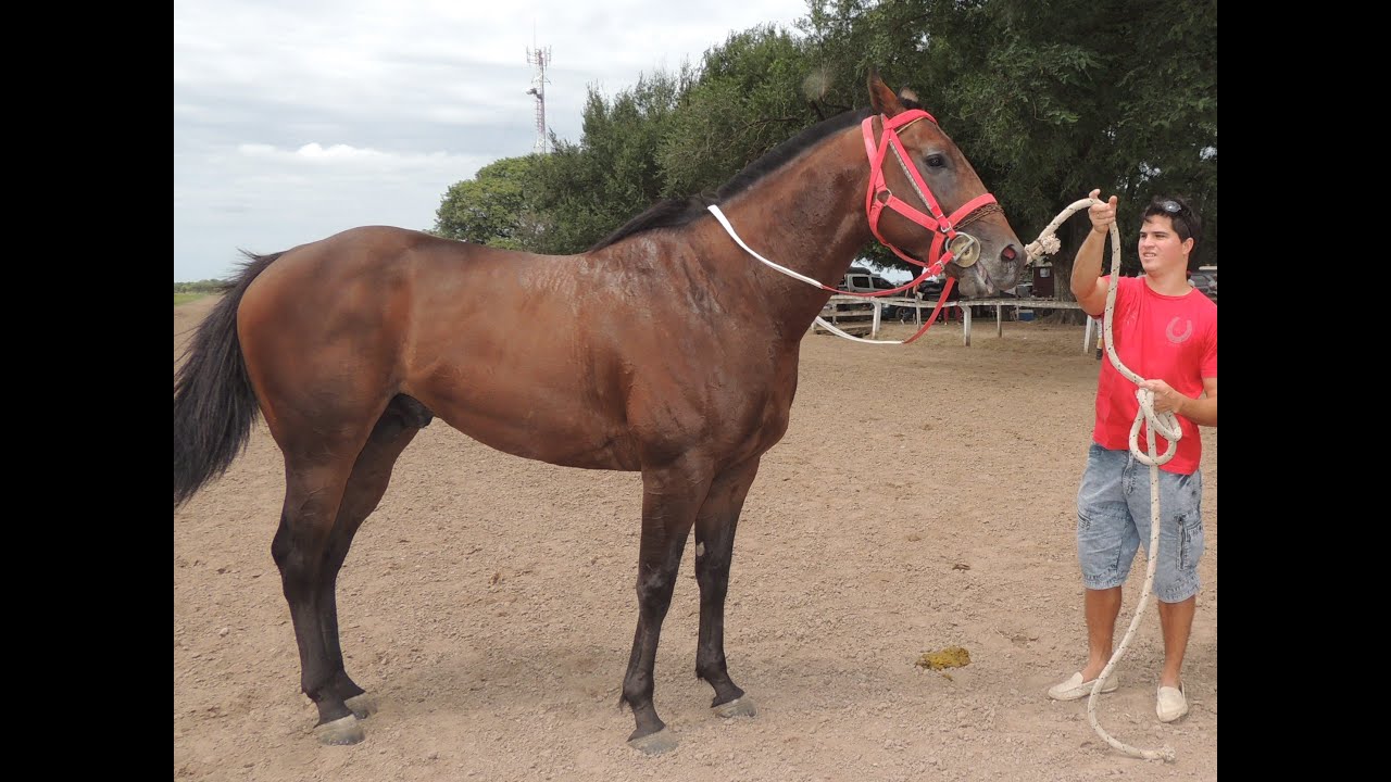 FIESTERO - CABALLO 2014 - VOTACION POPULAR - M&C - YouTube