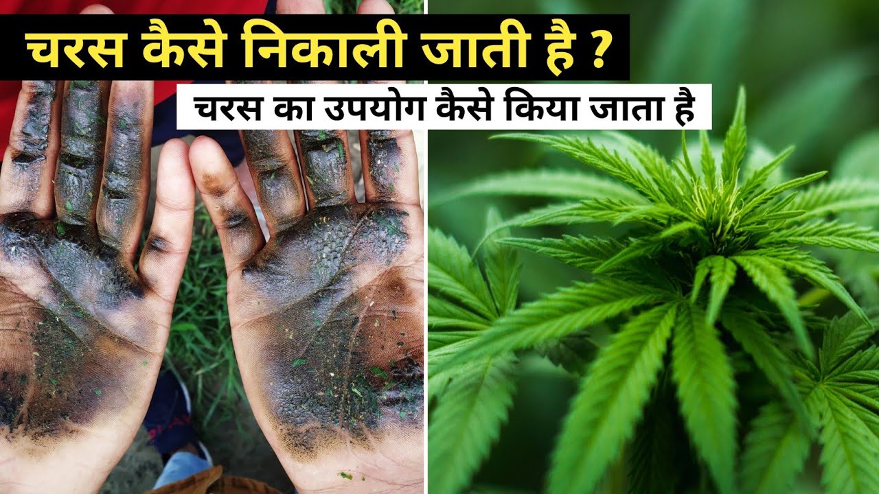 How to Make Charas in Hindi |Making Charas wali cigarette |चरस कैसे ...