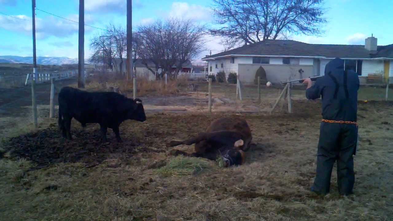 KILLING a cow for butchering - YouTube