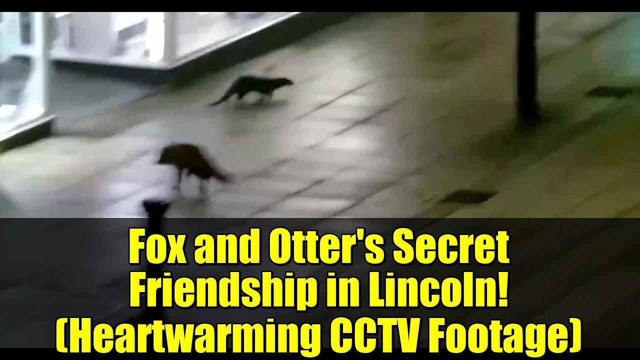 Fox and Otter's Secret Friendship in Lincoln! (Heartwarming CCTV ...