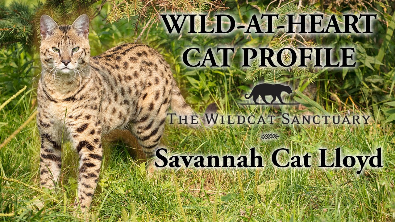 Wild-At-Heart Cat Profile: Savannah Cat Lloyd || The Wildcat Sanctuary ...