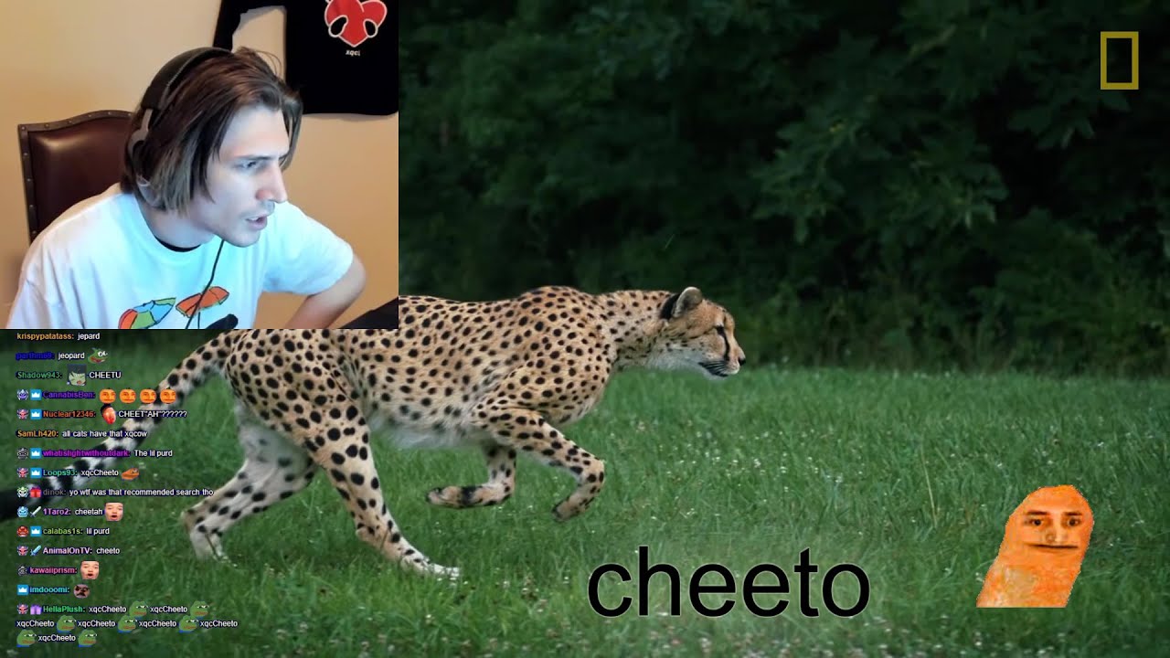 xqc reacts to cheeto videos with chat !! - YouTube