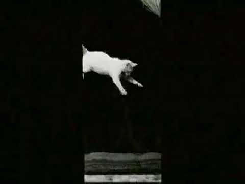 "Falling Cat" (1894) di Etienne-Jules Marey - Copyright CBGP - YouTube