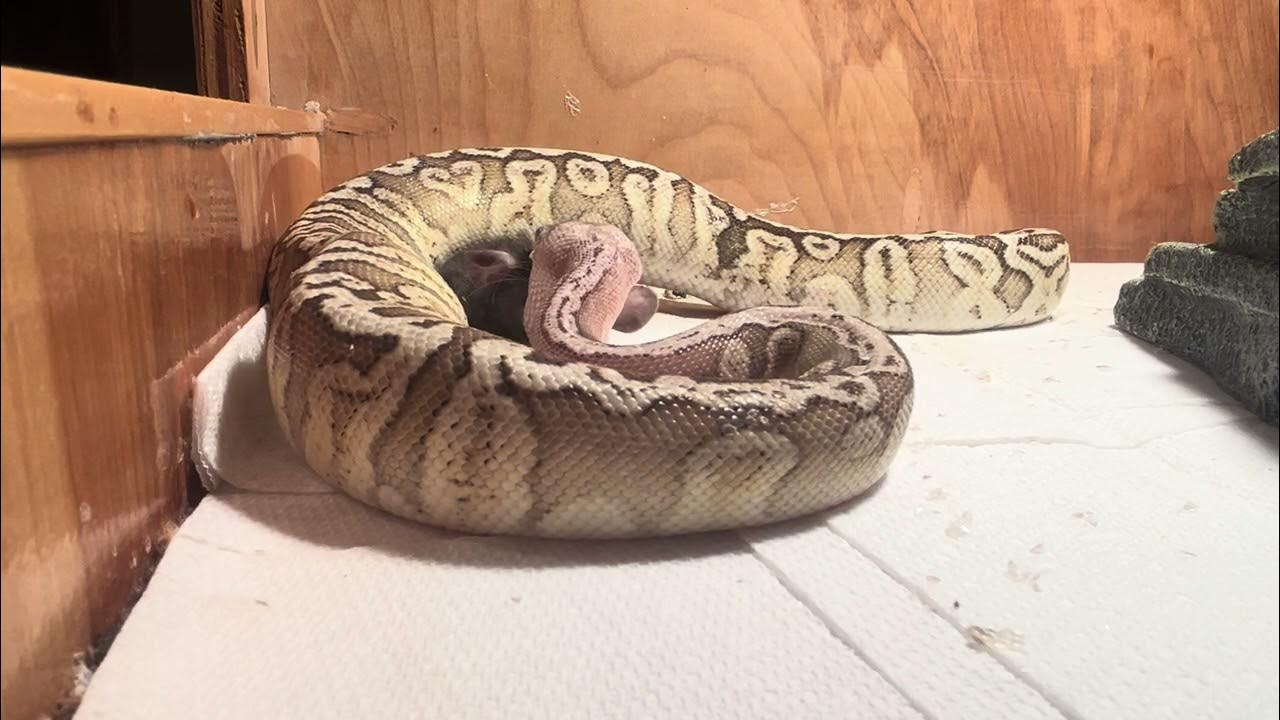 My new ball python Warning live feeding! - YouTube