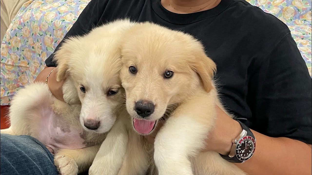 Coltriever- 9 weeks old - YouTube