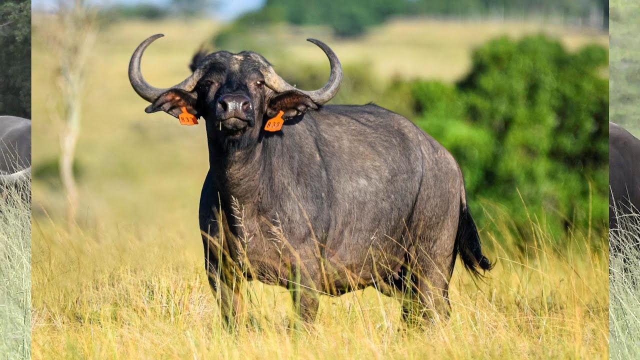 B33 Buff Cow Savannah Final - YouTube