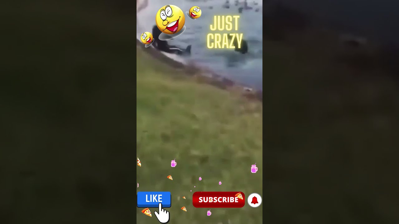 The Perfect Fail Of All Time | Funny Videos | Dogs | Cats #shorts - YouTube