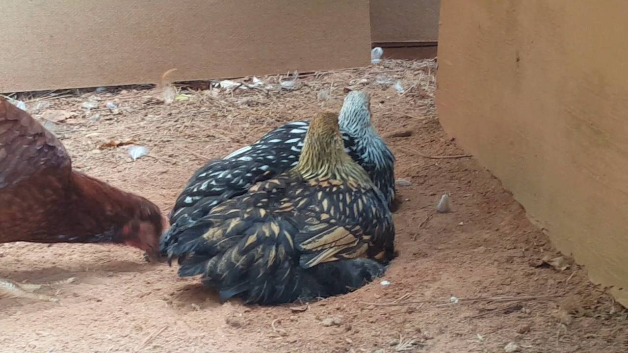 Silver and gold laced wyandotte teens - YouTube