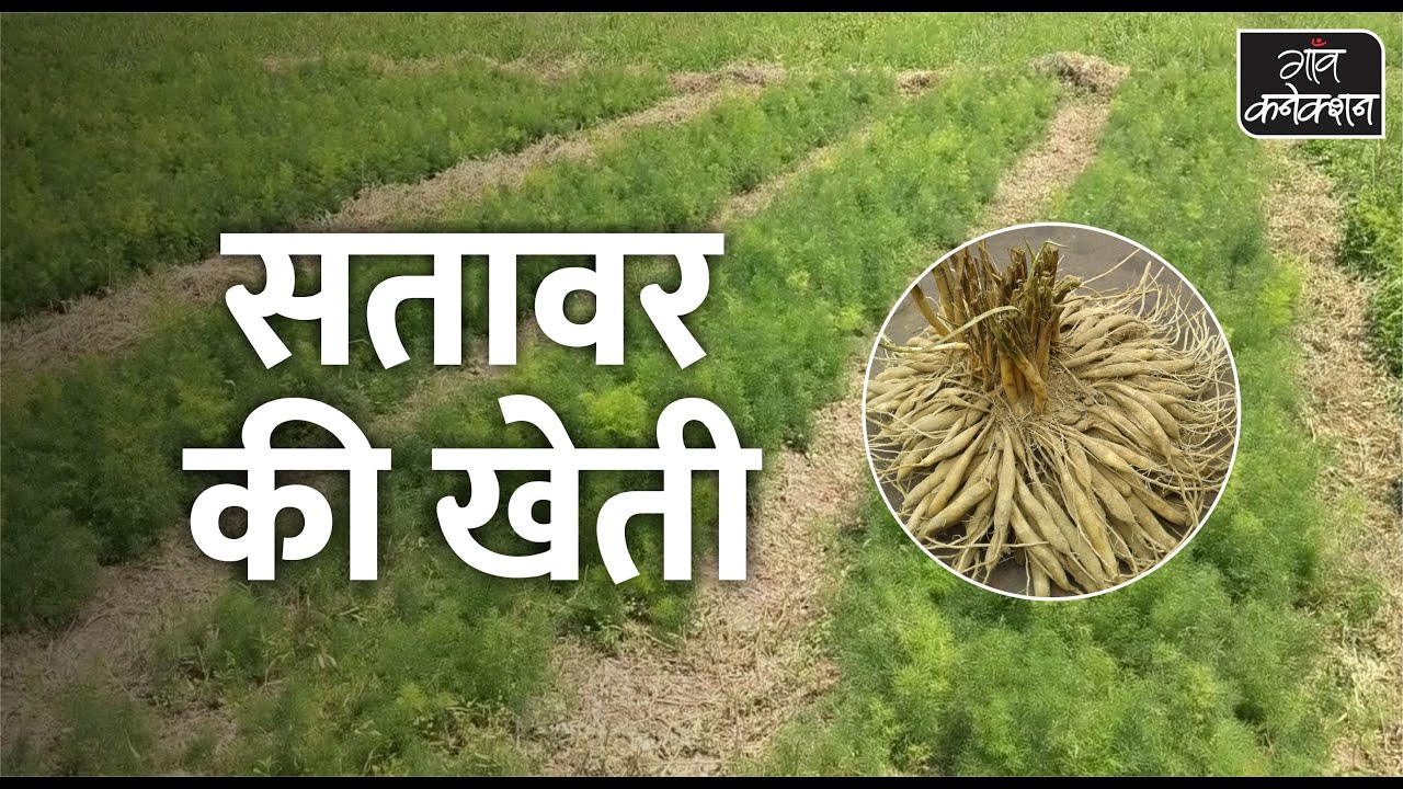 सतावर की खेती: एक एकड़ में लागत और मुनाफे की पूरी जानकारी || Satavar ...