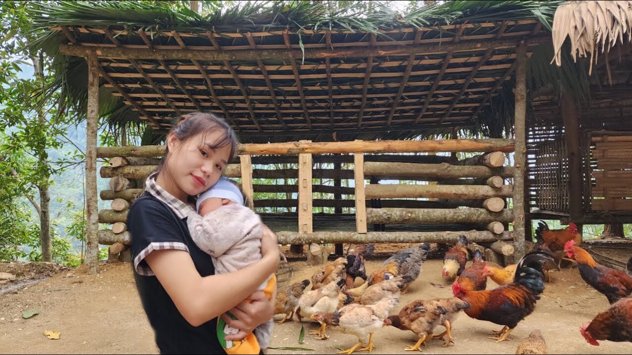 Building a Cabin House For Pig / Prepare cages to raise pigs and feed chickens - YouTube