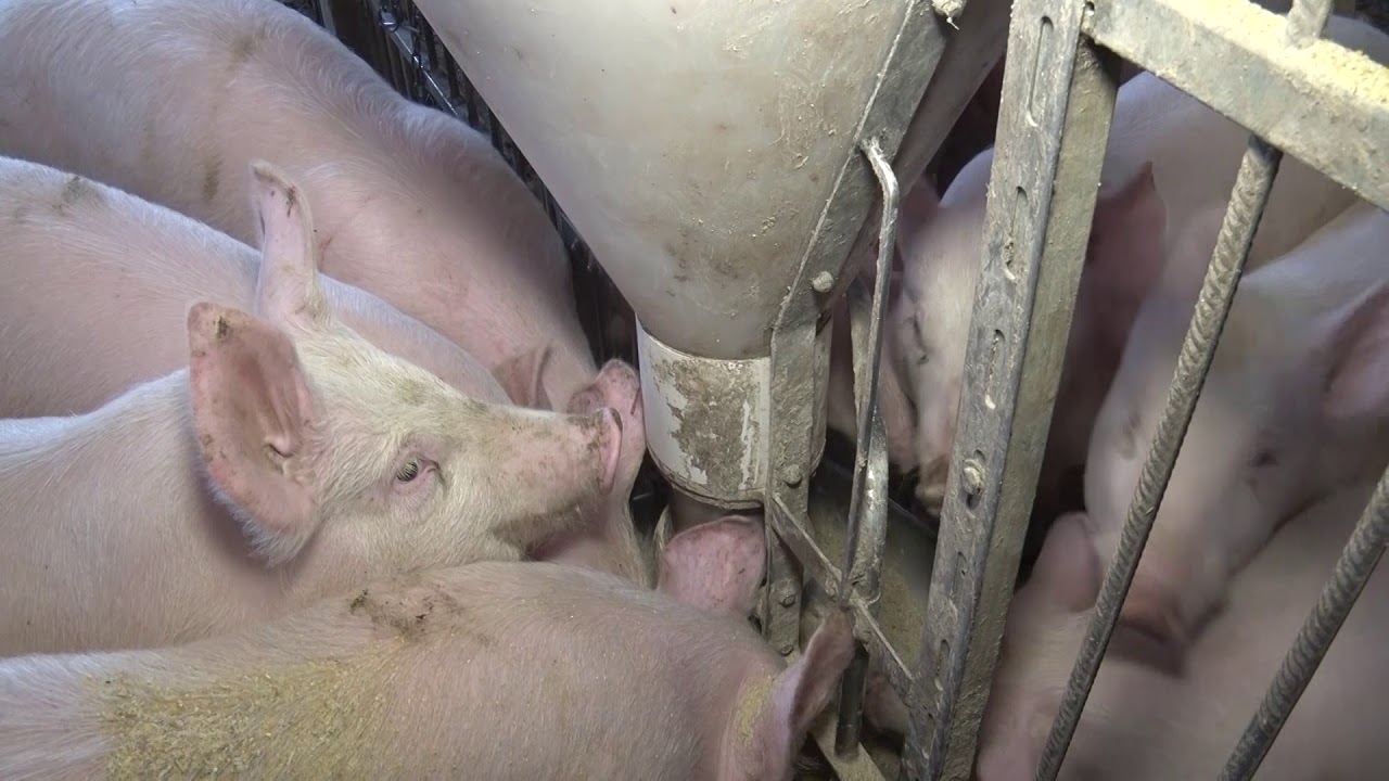 Farma svinja - Bapsko Polje - YouTube