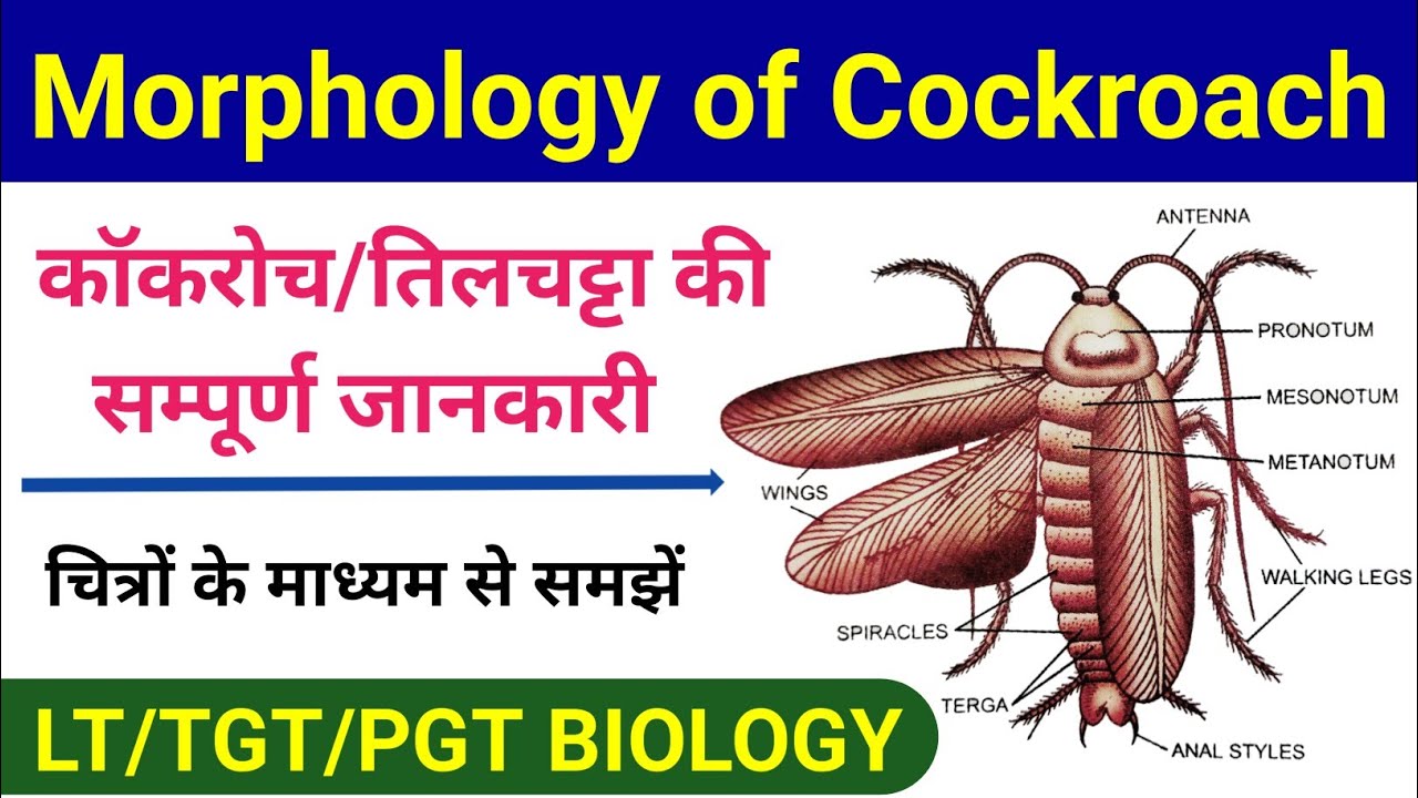 morphology of cockroach in hindi | internal and external structure of ...