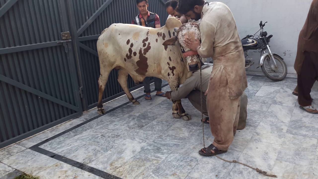 GUJJARS COW QURBANI 2016 - YouTube