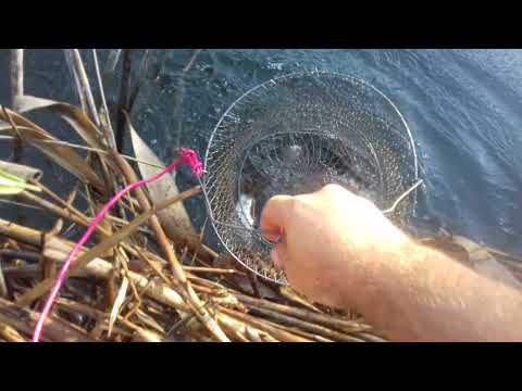 Agcebedinin ve imişlinin torpağında sazan ovu