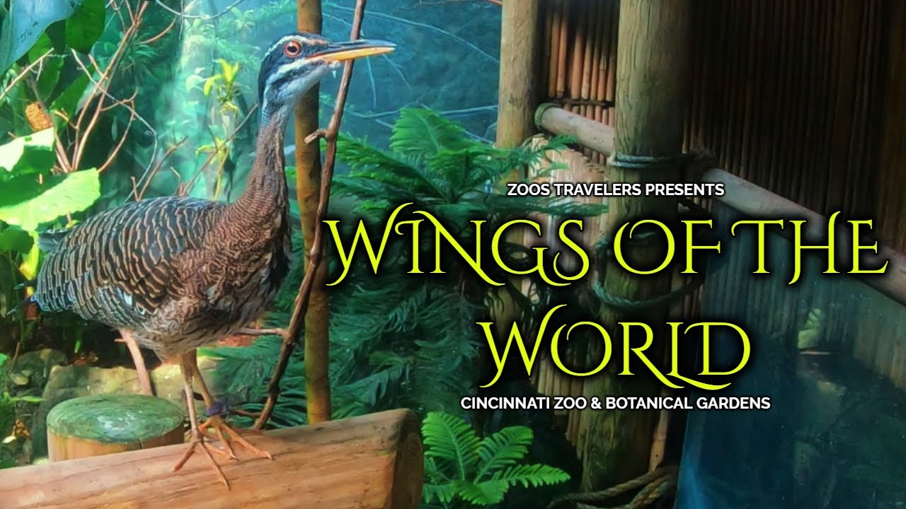 Wings of the World | Cincinnati Zoo & Botanical Garden - YouTube