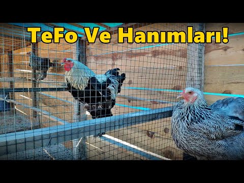 NazLı-Ayfer-TeFoya Küsmüş.!-Kümesin Son durumu.!#Tekirdağ#civciv#tavuk#hindi#ördek#Süleymanpaşa