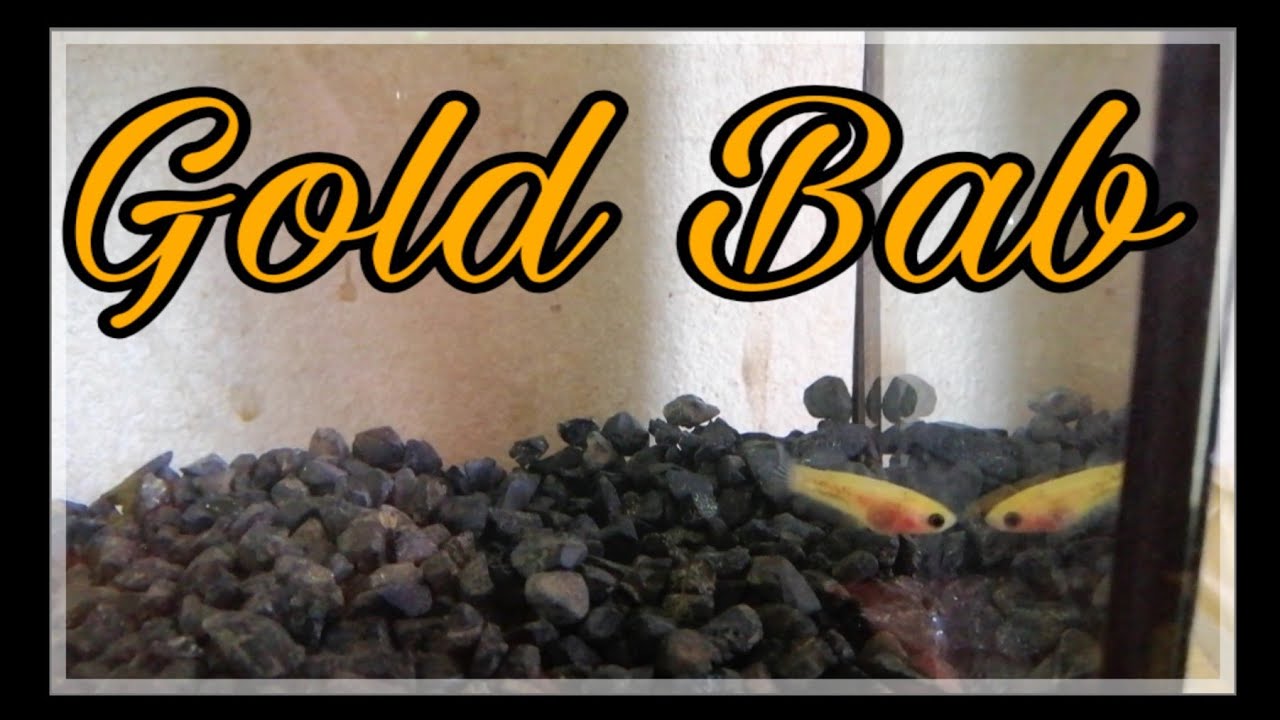 Gold Bab - YouTube