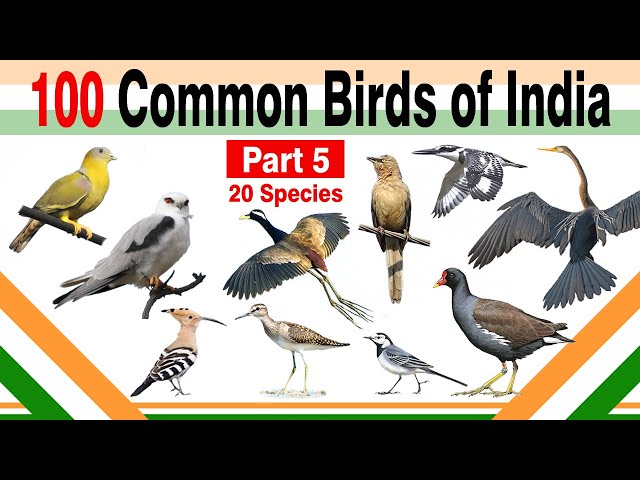 100 Common Birds of India – Welcome To Jungle Diaries YouTube Channel