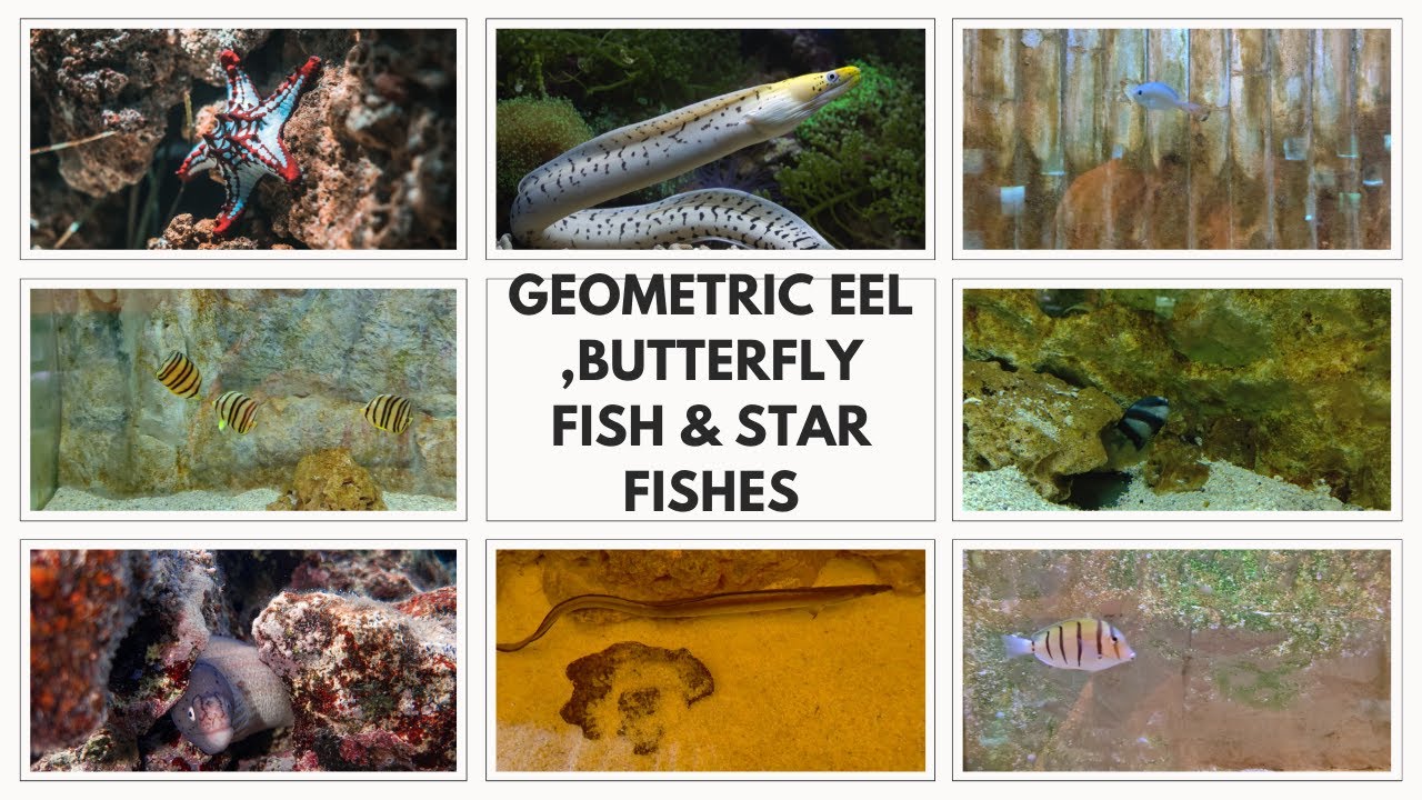 Geometric Eel, Convict Tang, Butterfly Fish, Dusky Damselfish, Soap ...