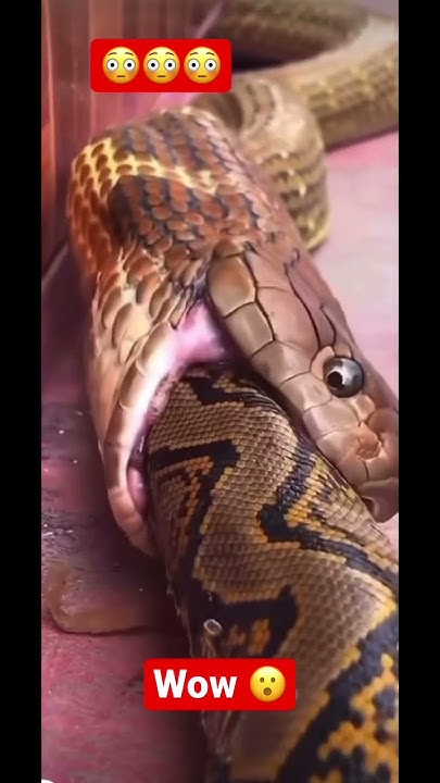 Incredible footage of a massive king cobra swallowing a reticulated ...