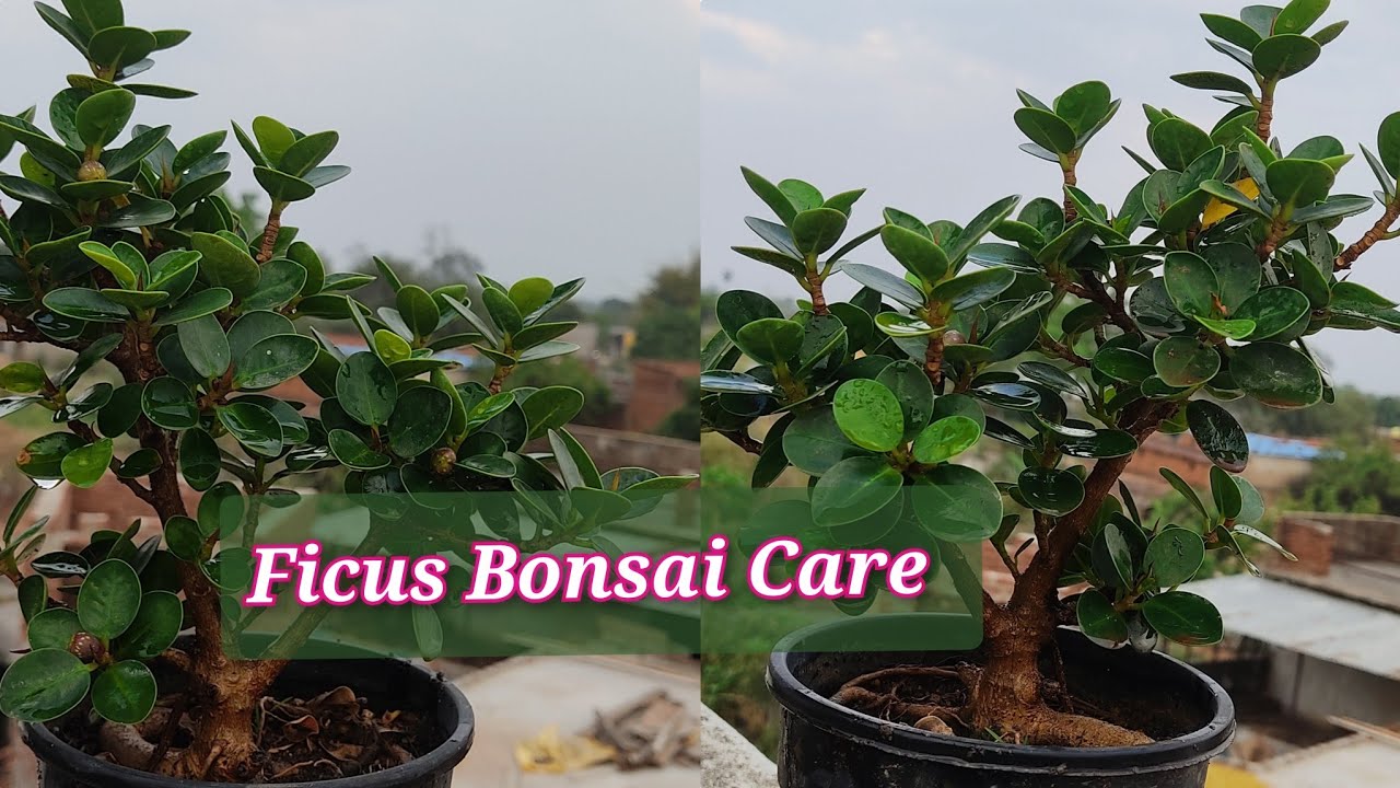 How To Grow Ficus From cutting ||How to Grow And Care Ficus Plant ...