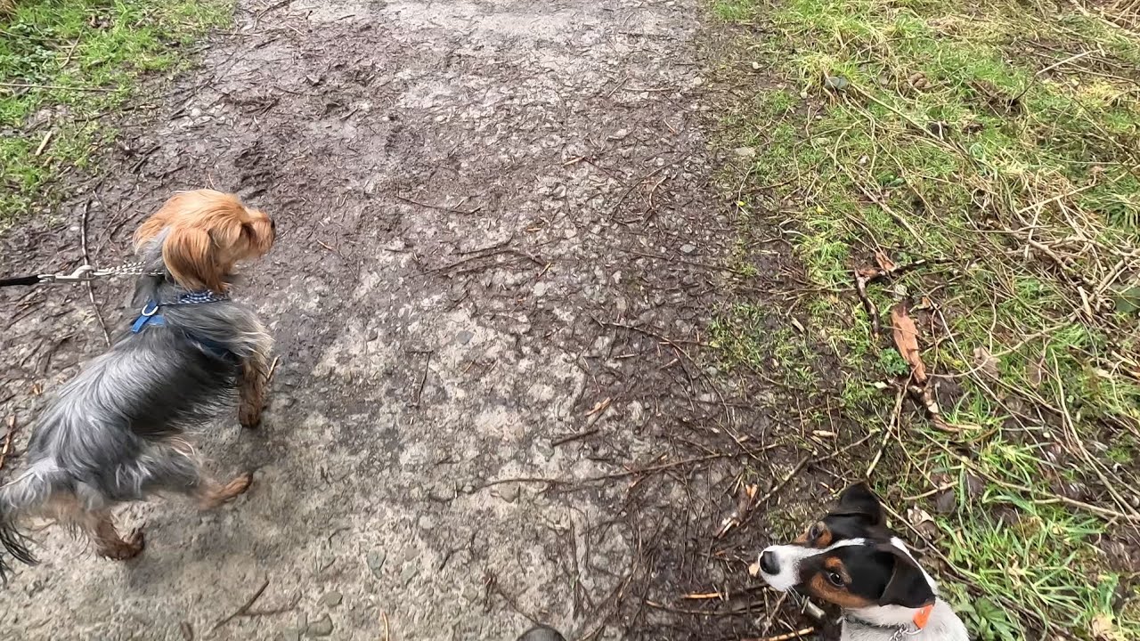 Reactive Yorkie, Fifi, becoming more confident and less reactive - YouTube