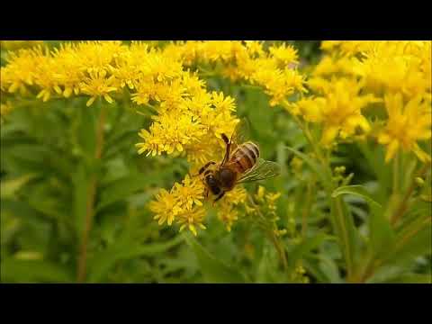 Nature video beautiful flowers, good nature video ,happy nature video