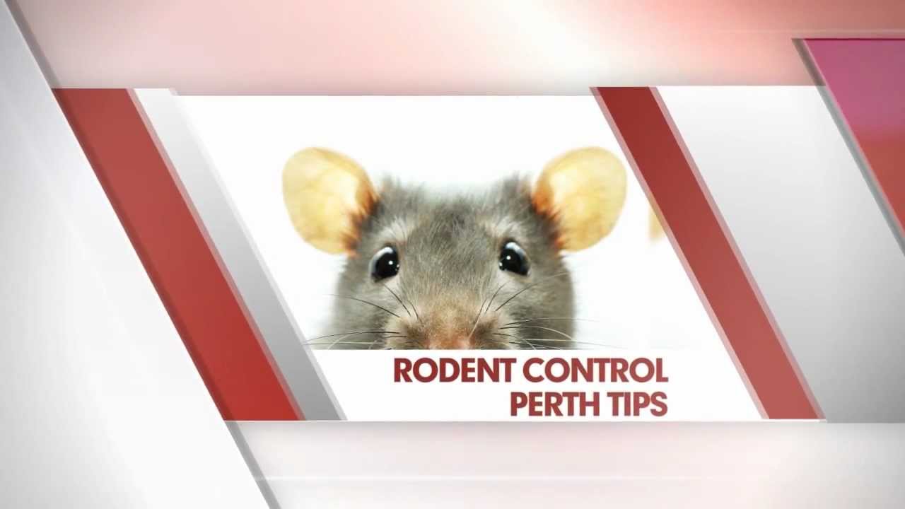 Rodent Control Perth - Prevention Tips - YouTube