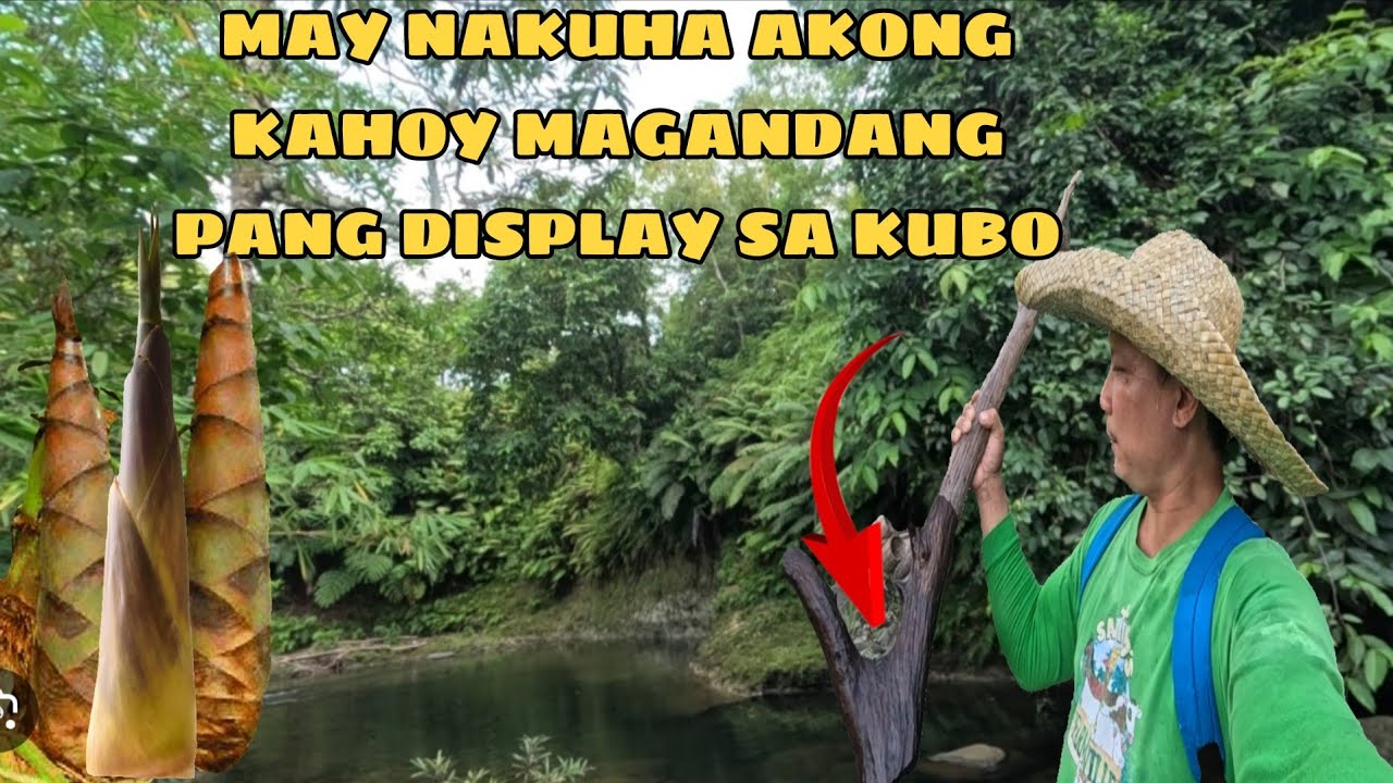 Paglalagay ng tain sa bagong spot at pagkuha ng labong sa tabi ng ilog ...