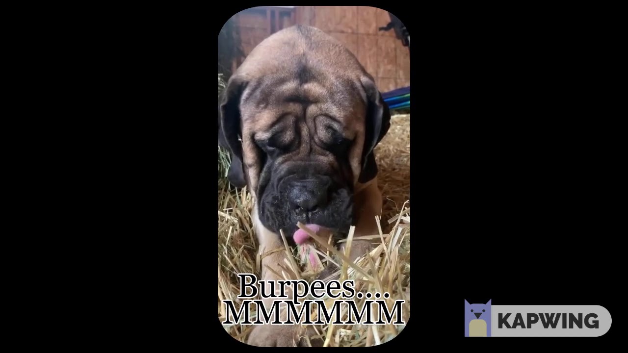 Murphy the Mastiff - Our 30 Day Burpee Challenge Mascot - YouTube