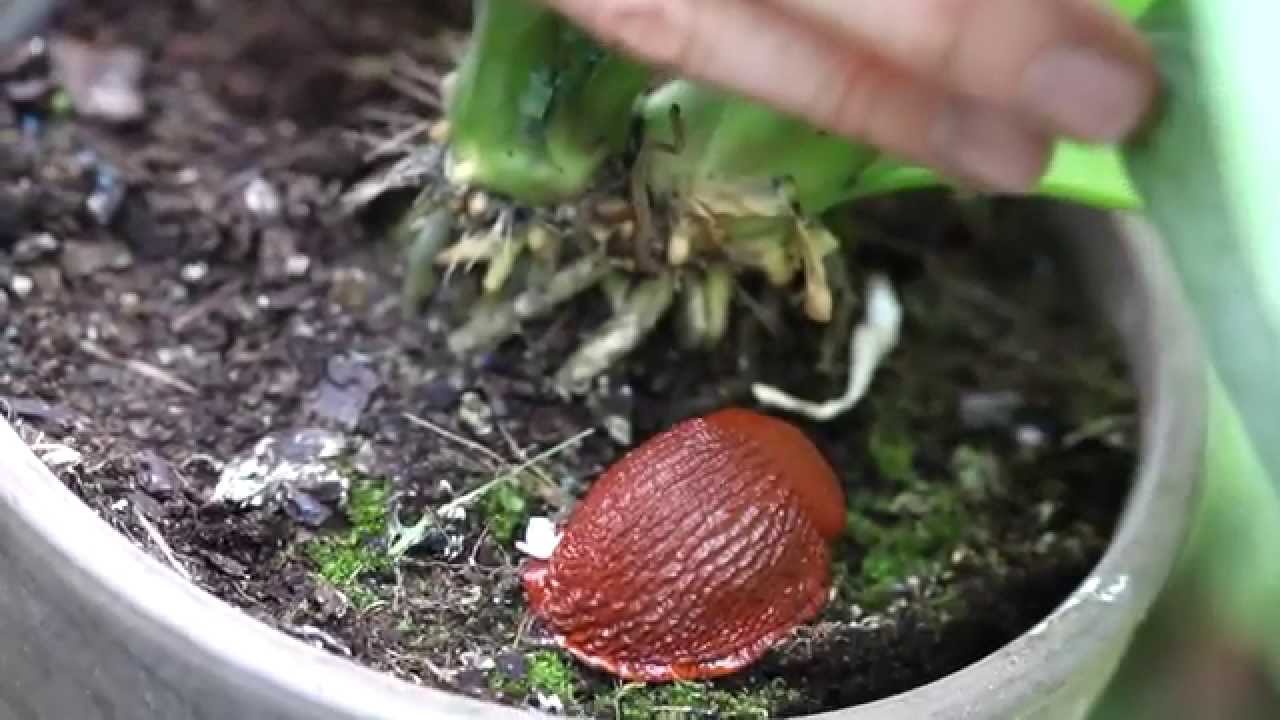 Comment lutter contre les limaces ? - YouTube